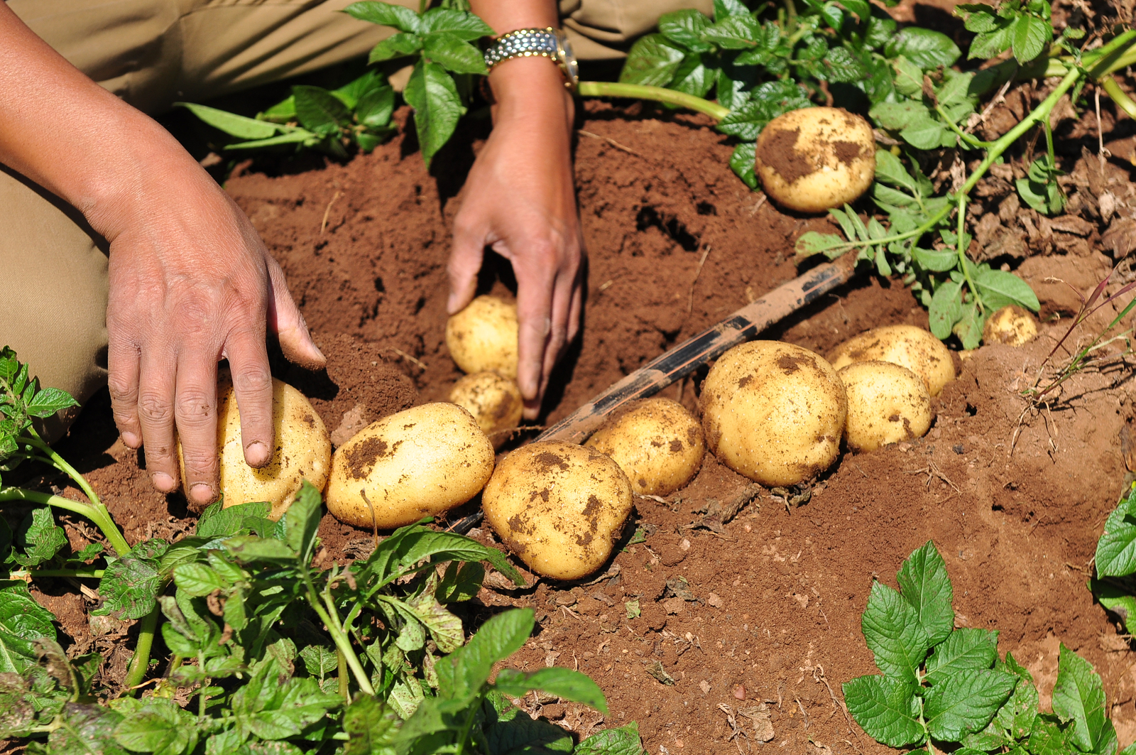 Patata | Netafim Iberia