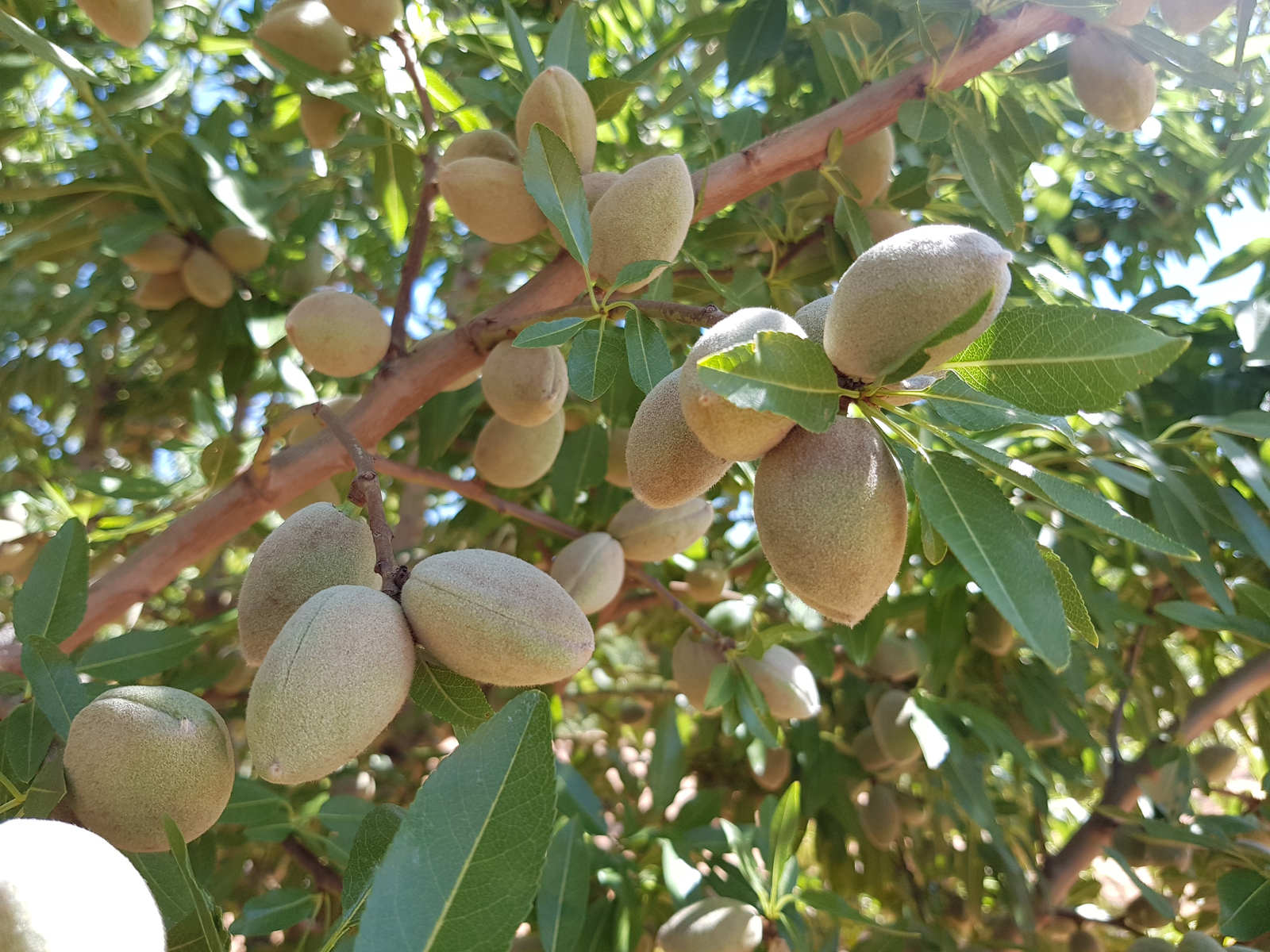 Almendras | Netafim Iberia