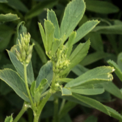 Alfalfa | Netafim Iberia